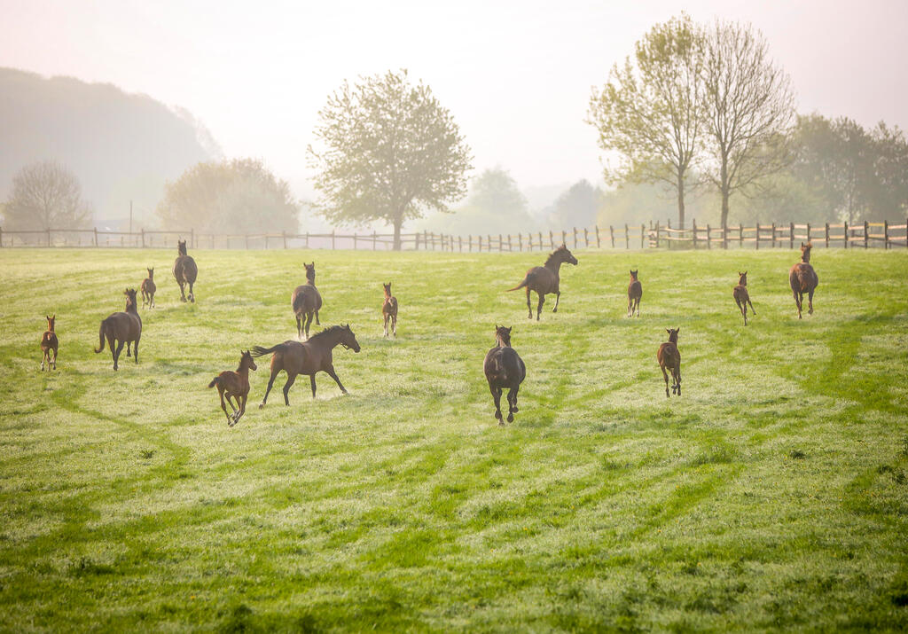 Which stallion for my mare? - Oldenburger Pferdezuchtverband e.V.